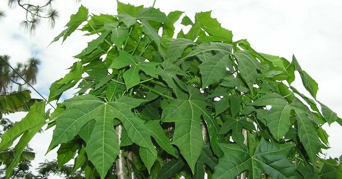 Benefícios da chaya: plantas medicinais e cultura popular