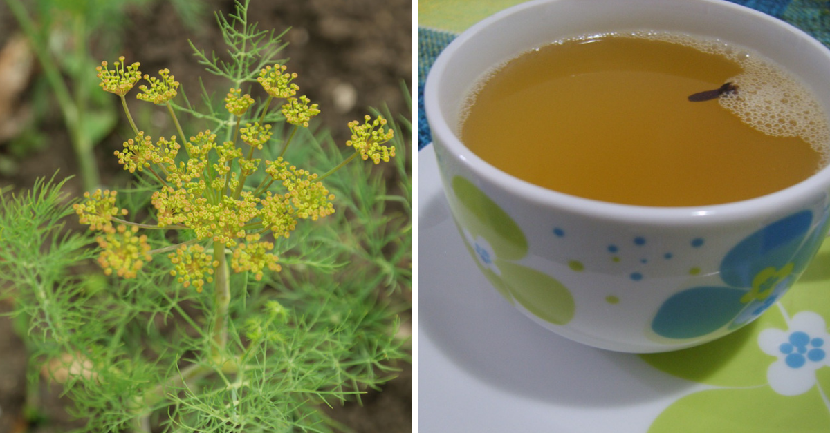 Chá de endro: veja para que serve e como preparar