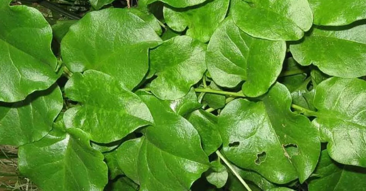 Chá de guaco: para que serve e como fazer