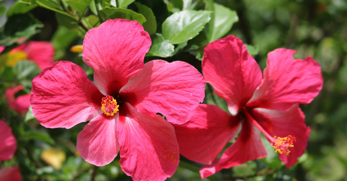 Chá de hibisco: benefícios e como fazer
