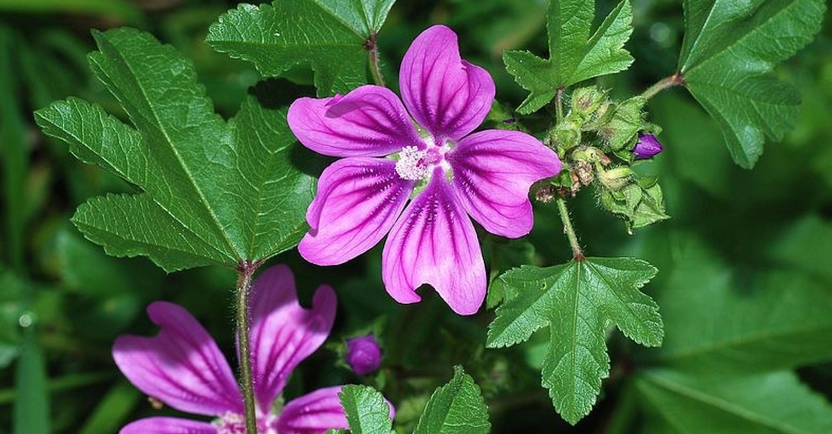 Benefícios da malva