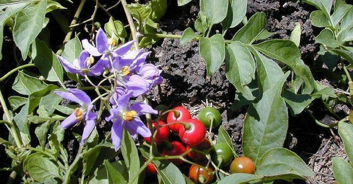 Para que serve e como fazer chá de lobeira