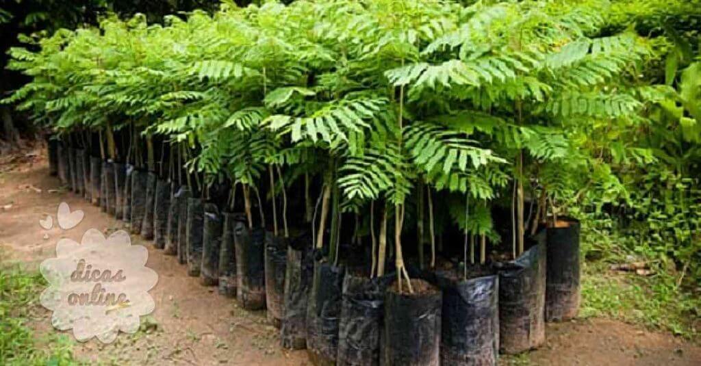 Os poderes naturais da carobinha-do-campo: Conheça esta maravilhosa ...