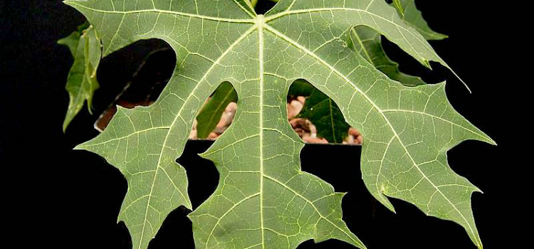 Benefícios da chaya