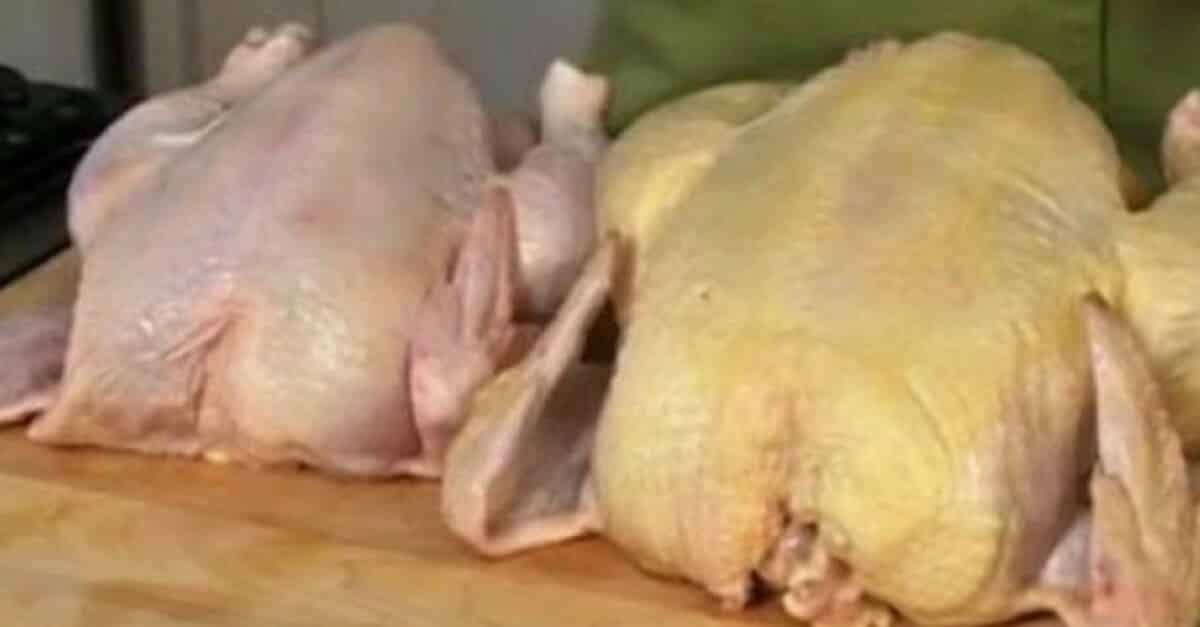 Quem já viu um Chester vivo?