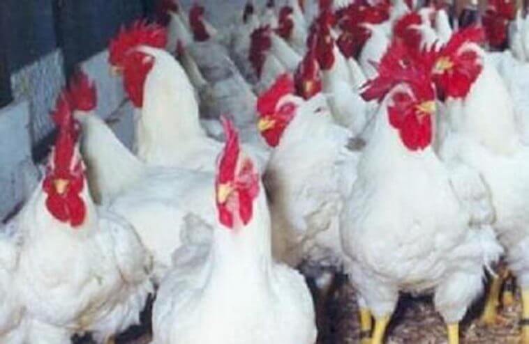 Quem já viu um Chester vivo?