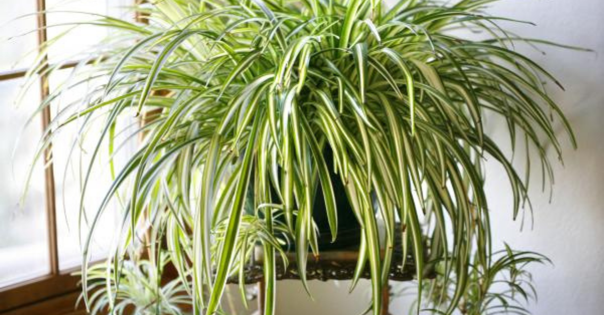 Como cultivar clorofito para decorar e renovar o ar da casa