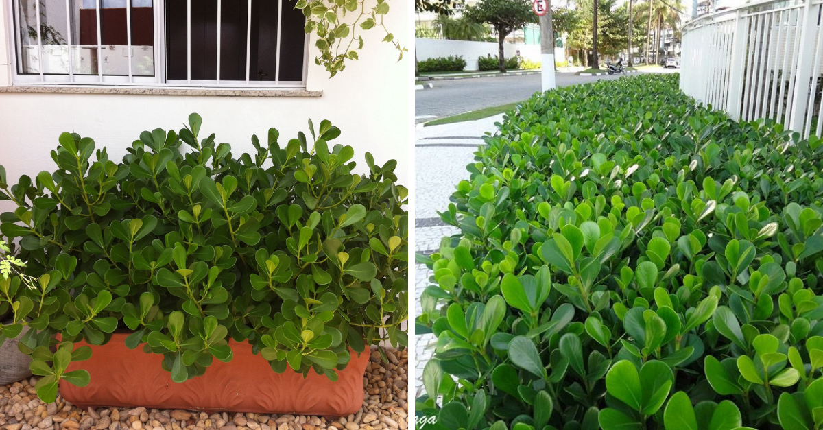 Clúsia: conheça melhor esse lindo arbusto para o ter no seu jardim