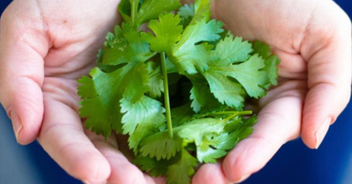 6 Benefícios do coentro para a saúde