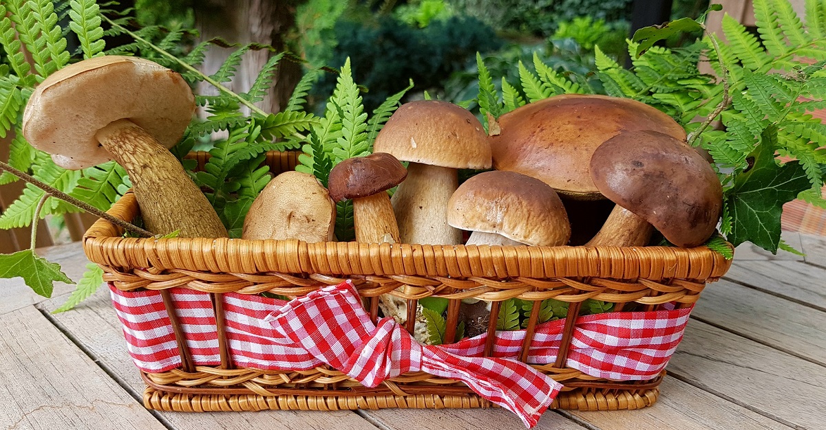 6 Tipos de cogumelos comestíveis para incluir nas suas refeições