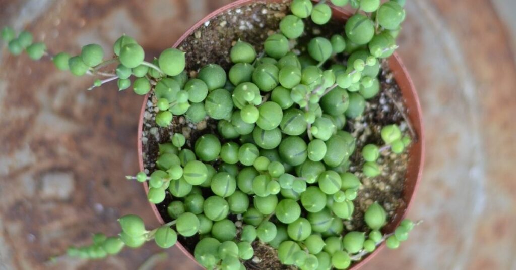 Colar-de-pérolas: veja como cuidar dessa suculenta pendente