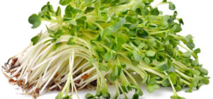 Alfafa: benefícios para a saúde