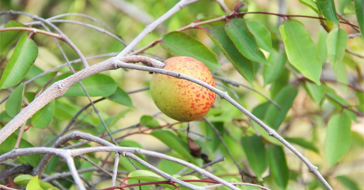 Mangaba: benefícios da fruta e como consumir