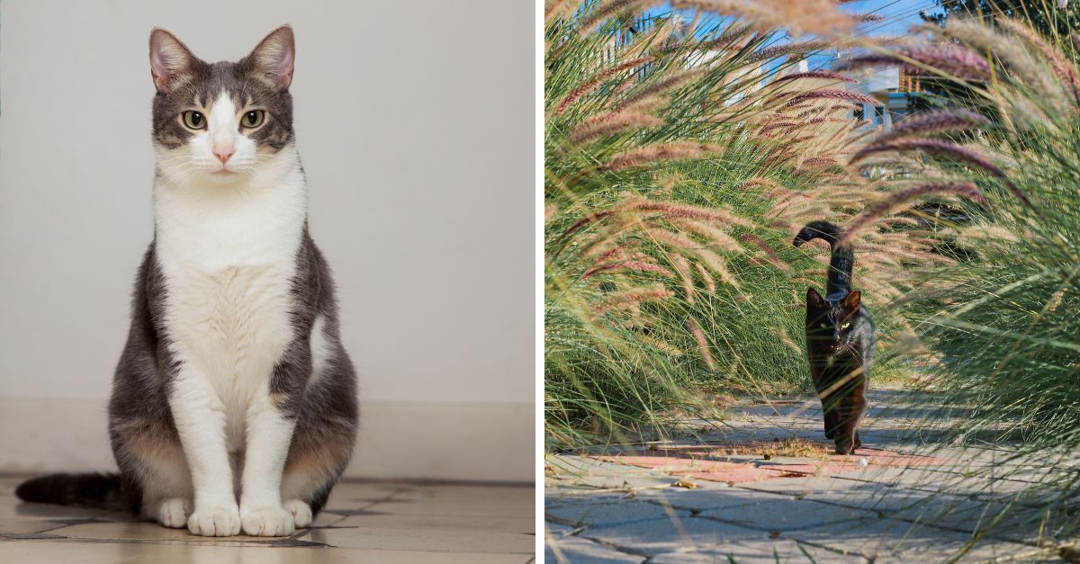 Esta é a maneira mais eficaz de chamar um gato