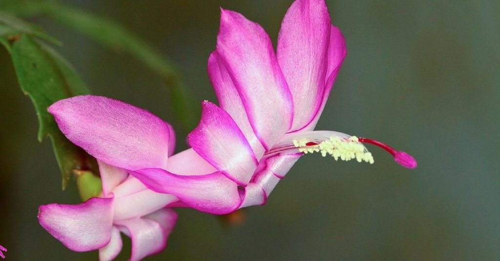 Aprenda a cultivar e manter a flor-de-maio em casa