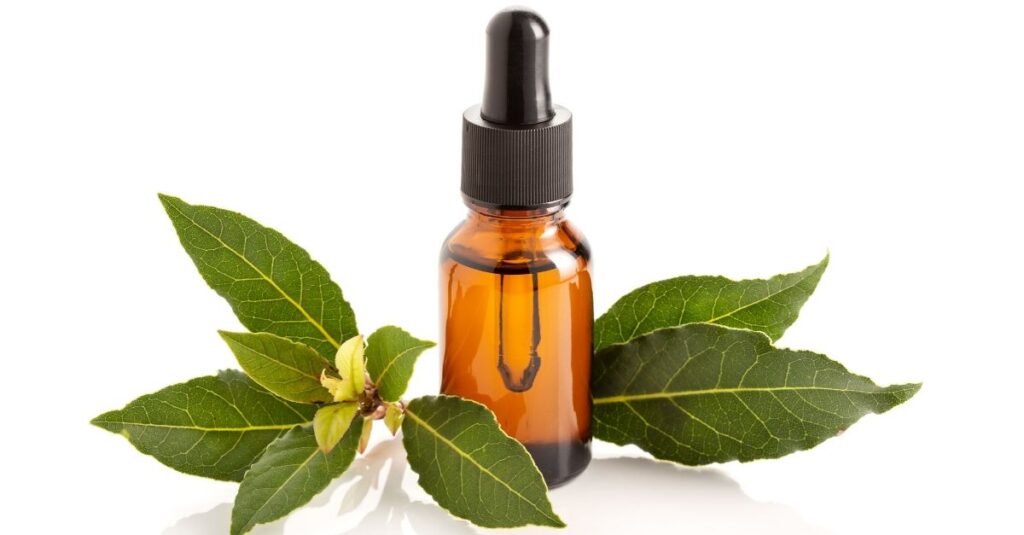 Remédios com louro: 4 opções naturais e caseiras