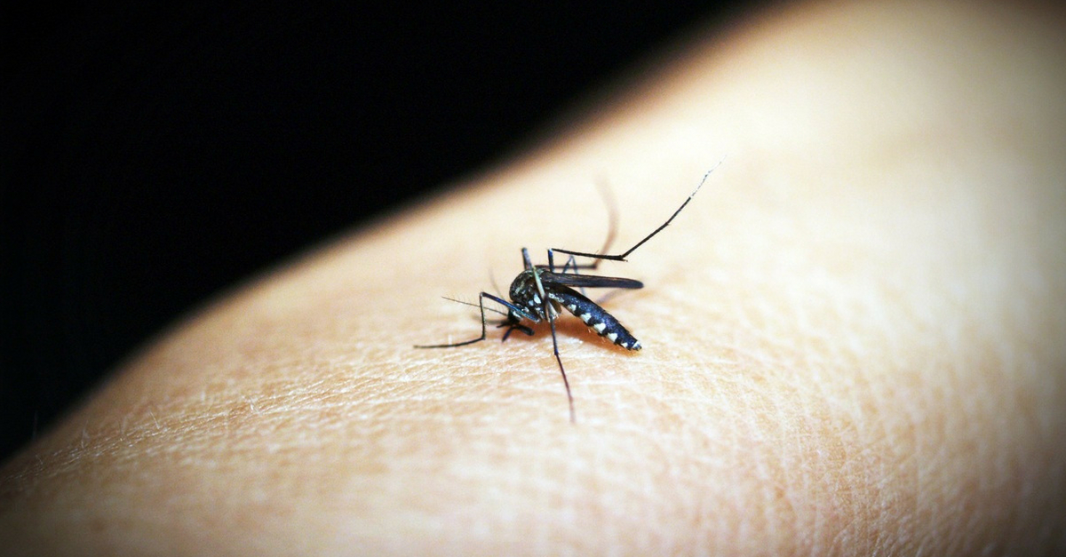 Como identificar picadas de insetos de cada tipo