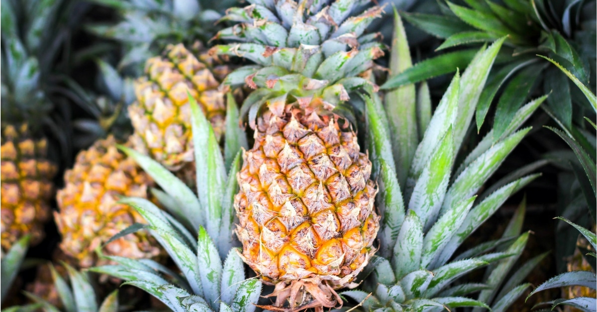 Como plantar abacaxi