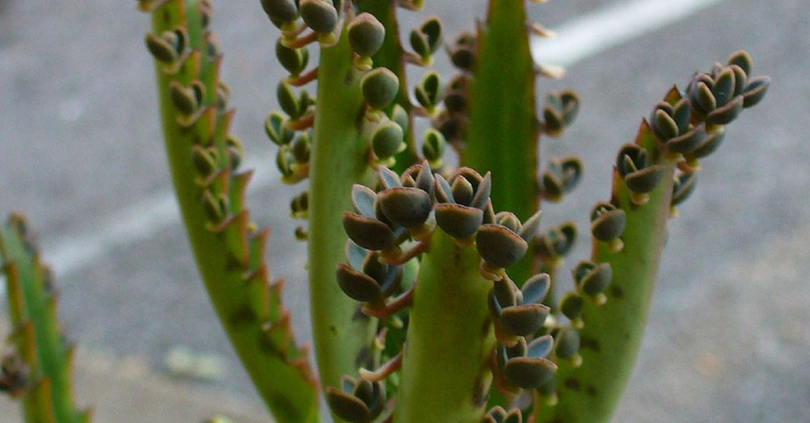 Como cultivar aranto e usufruir dos seus benefícios à saúde