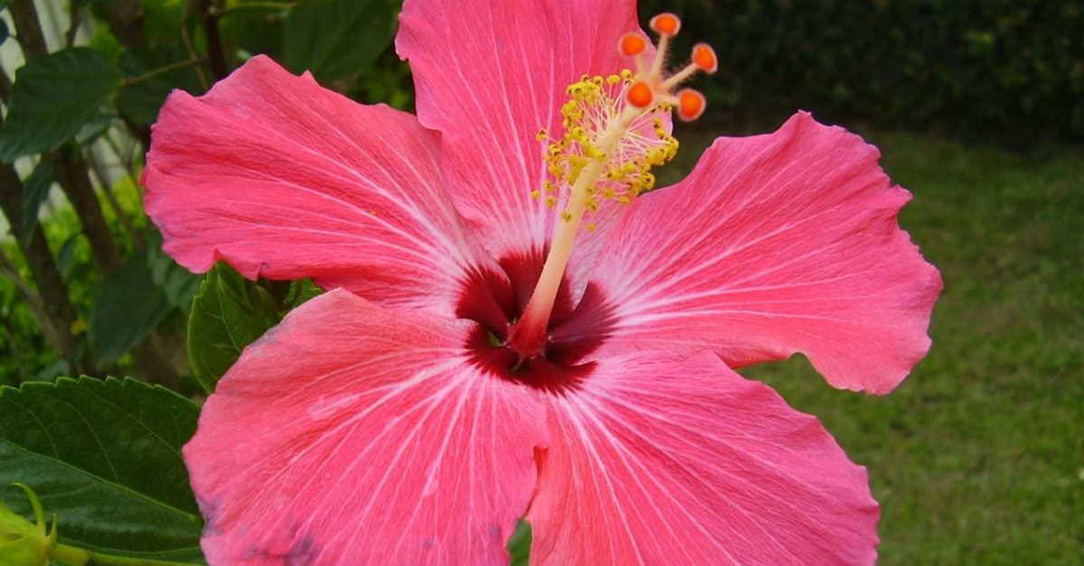 Como plantar hibisco: uma bela flor para ter no jardim