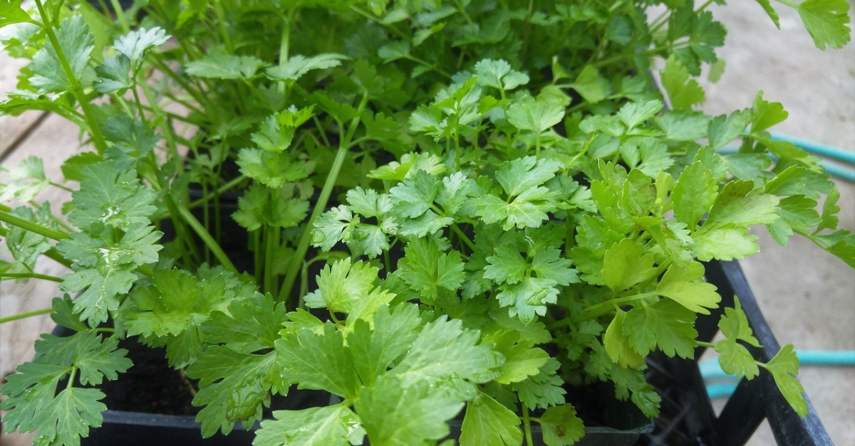 Como plantar salsa para ter tempero fresco em casa