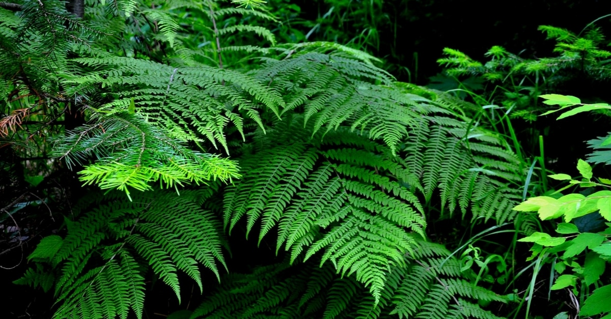 Samambaia: como cuidar e plantar