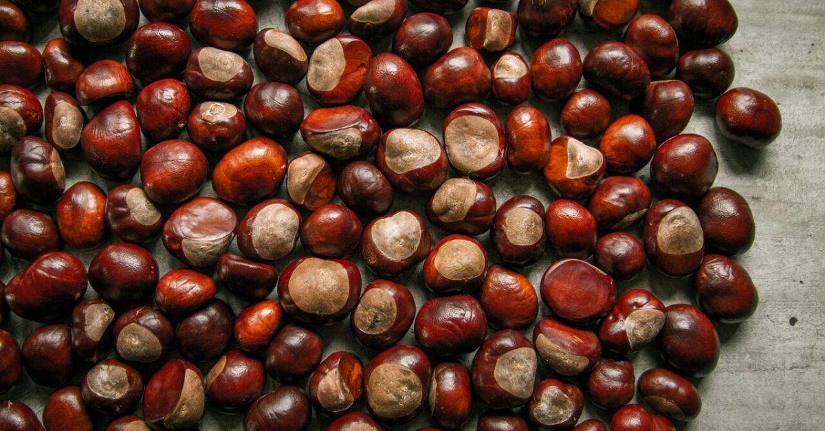 Castanha portuguesa: benefícios e como cozinhar