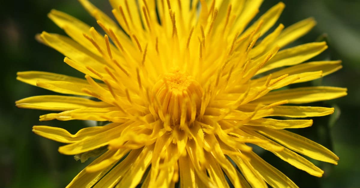 Conheça os benefícios do óleo de cártamo