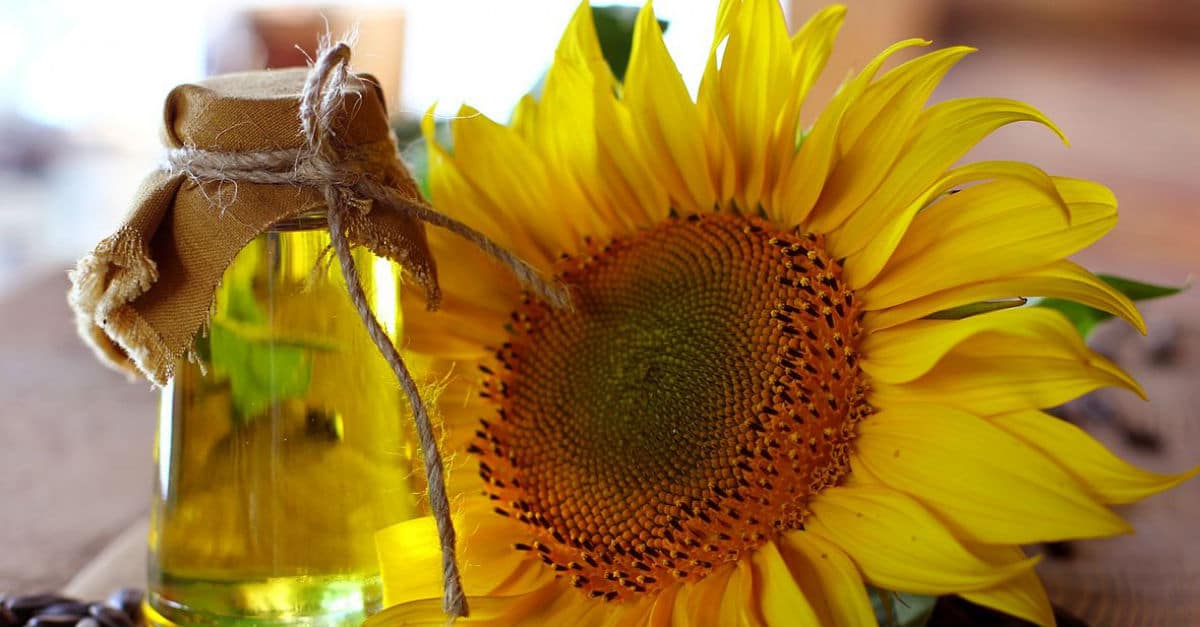 4 Benefícios do óleo de girassol para pele: veja como usar
