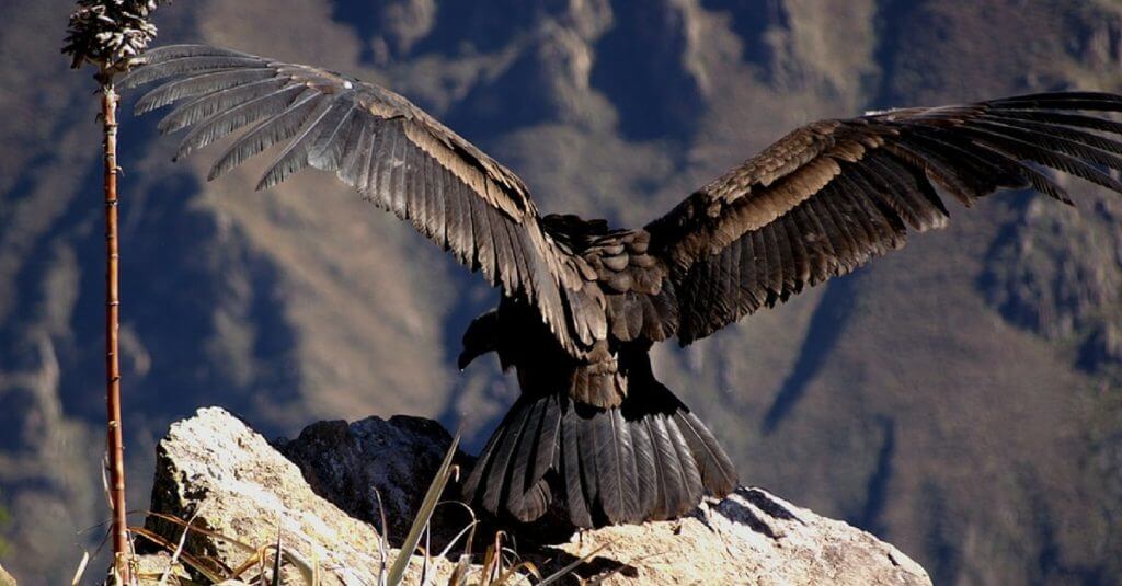 Ouça essa canção para relaxar