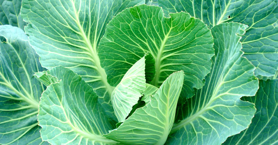 Como congelar couve de forma correta