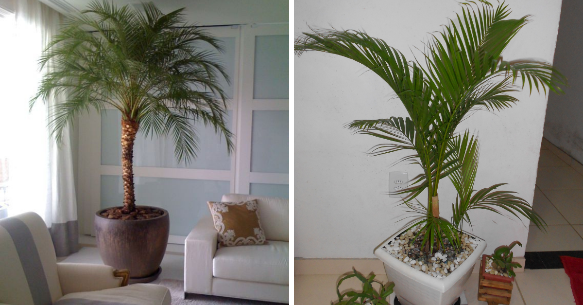 Como plantar e como cuidar de coqueiro em vaso: dicas úteis