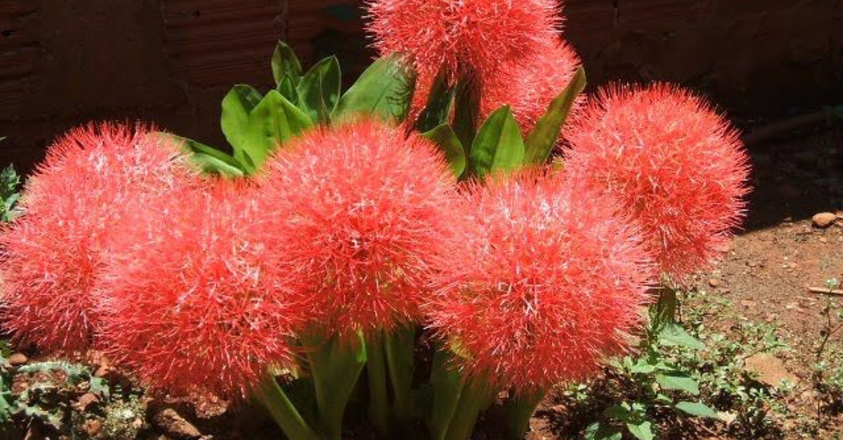 Coroa imperial: veja as dicas básicas de cultivo