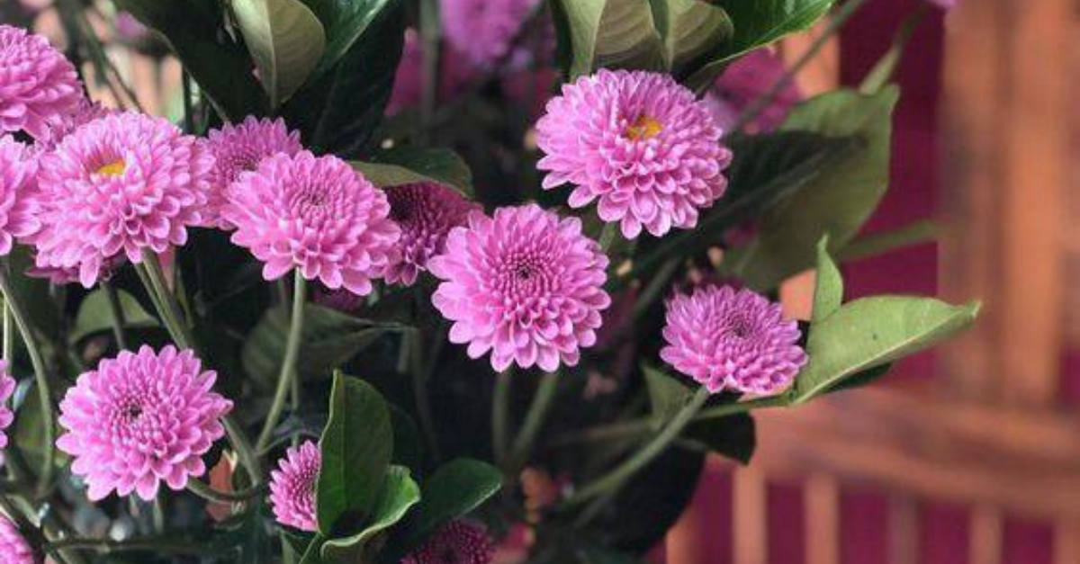 Crisântemo: dicas de cultivo dessa planta que é irmã da margarida