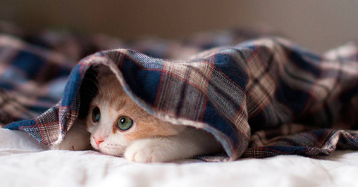 4 Cuidados com gatos no frio: mantenha seu felino protegido e saudável