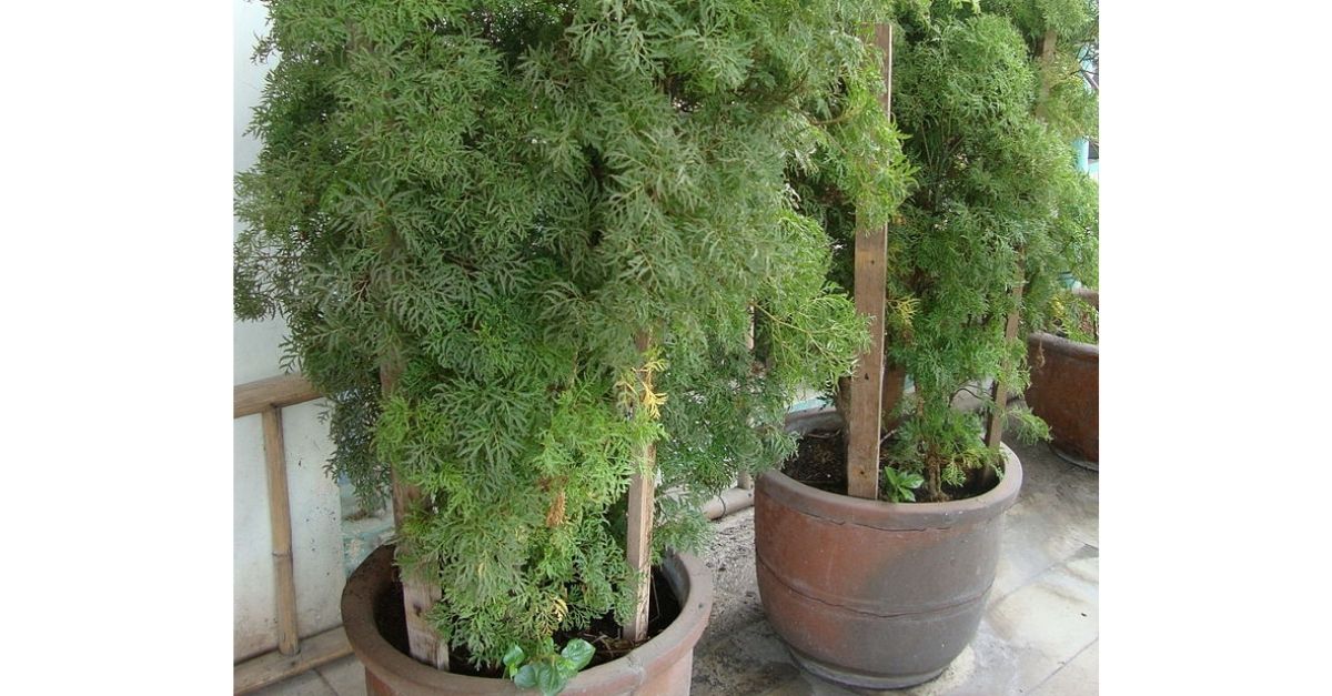 Árvore da felicidade: veja as dicas de cultivo dessa planta