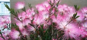 Caliandra: veja todas as dicas de cultivo dessa flor diferente