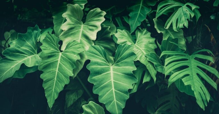 Filodendro: um gênero de plantas belíssimas para cultivar