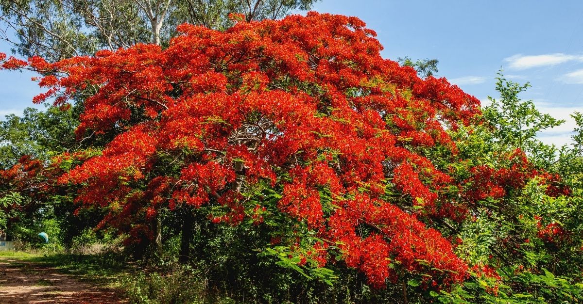 Flamboyant: como cuidar dessa majestosa árvore