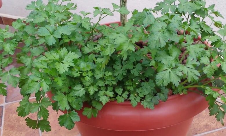 Como plantar salsa para ter tempero fresco em casa