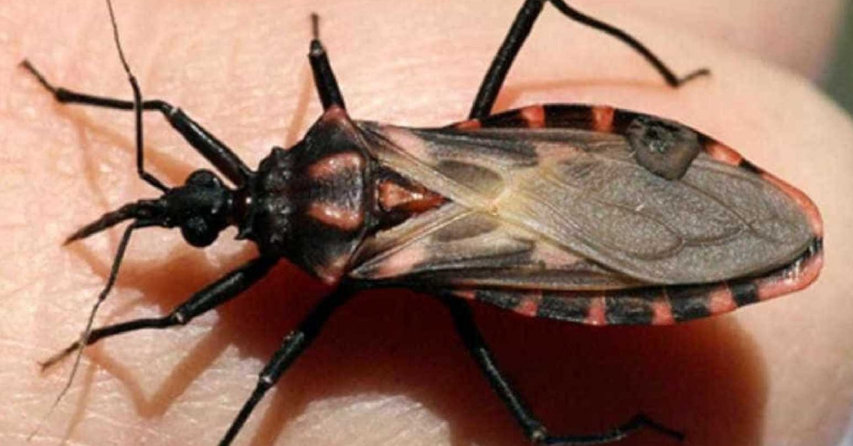 Doença de Chagas: o que é, sintomas e transmissão