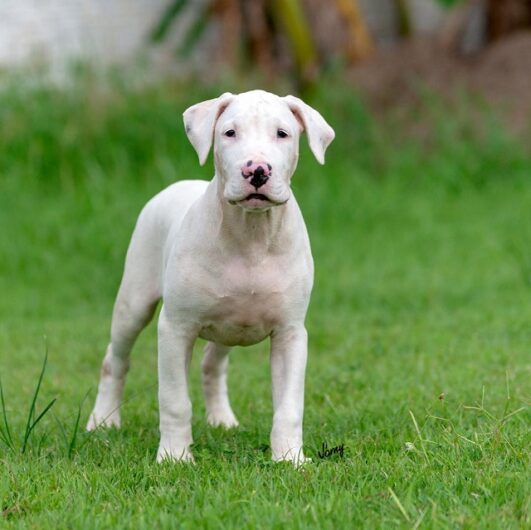Conheça 7 raças brasileiras de cachorro