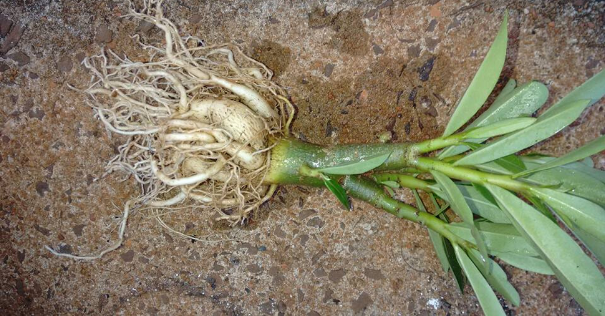 4 Formas de como enraizar mudas antes de plantar