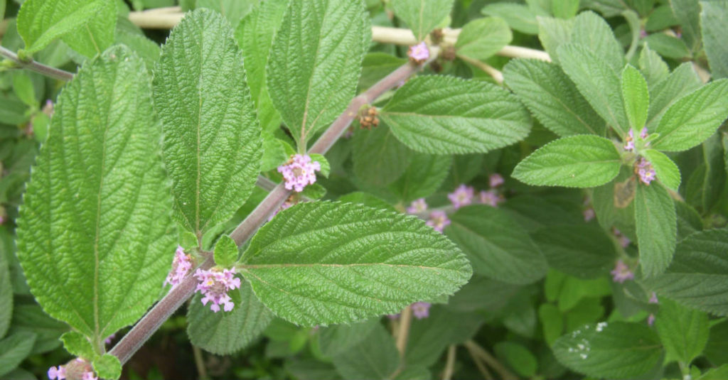 Para que serve a erva-cidreira