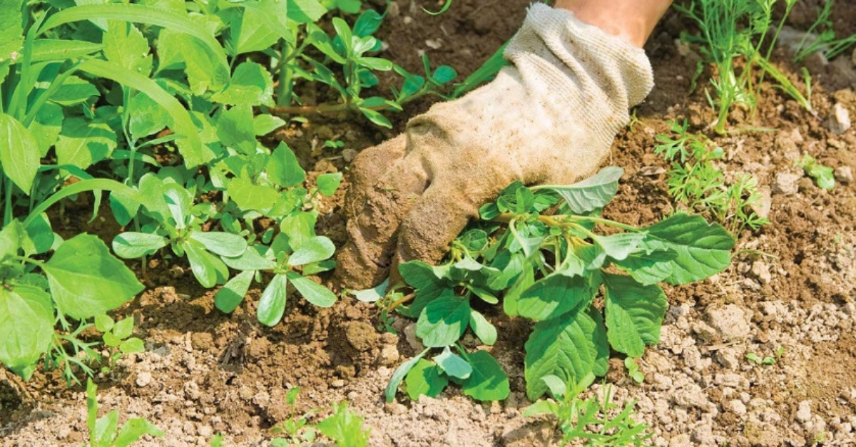 7 Ervas que não são daninhas: com imagens e como consumir