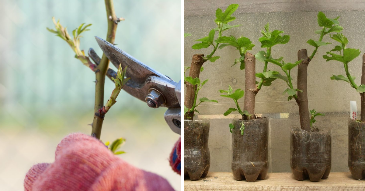 Estaquia: conheça esse método de propagação de plantas