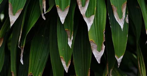 Como saber e o que fazer se ver uma planta morrendo em seu jardim