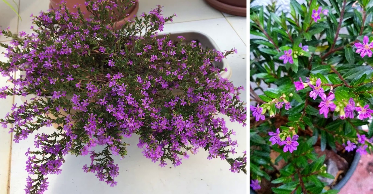 Planta Falsa Érica: aprenda a cultivá-la em casa