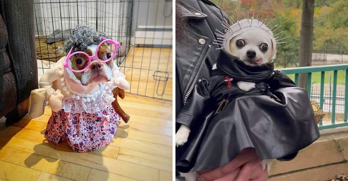 21 Ideias de fantasia de Halloween para os animais