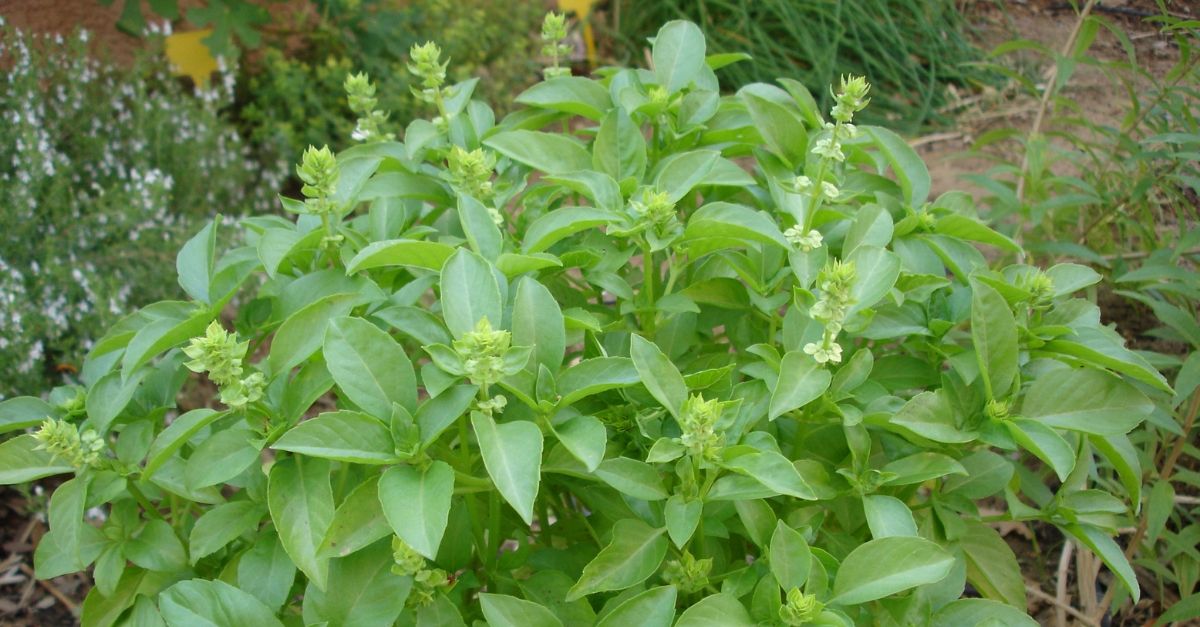 Chá de alfavaca: benefícios para a saúde e como fazer